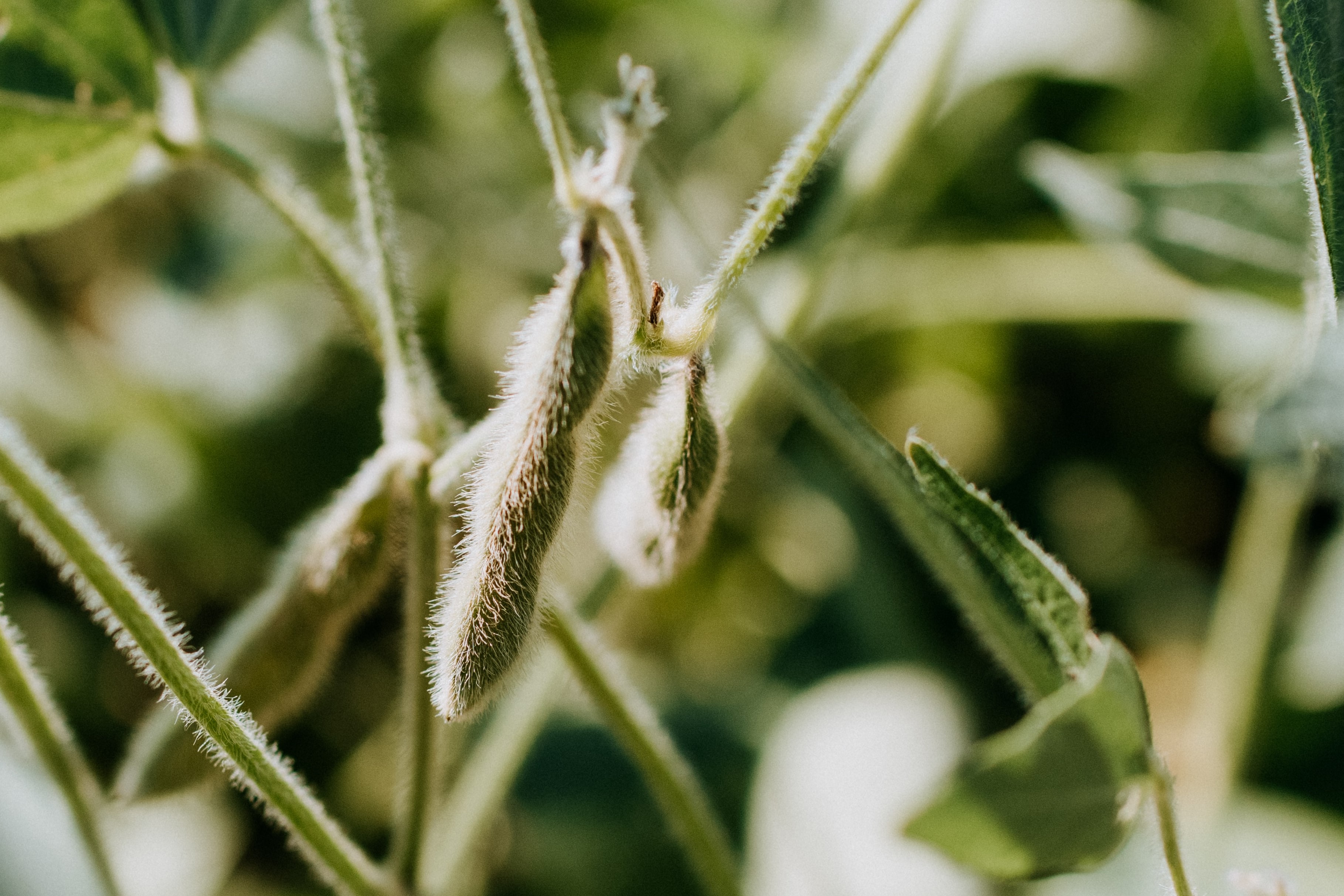 Soija on monikäyttöinen ja terveellinen papu